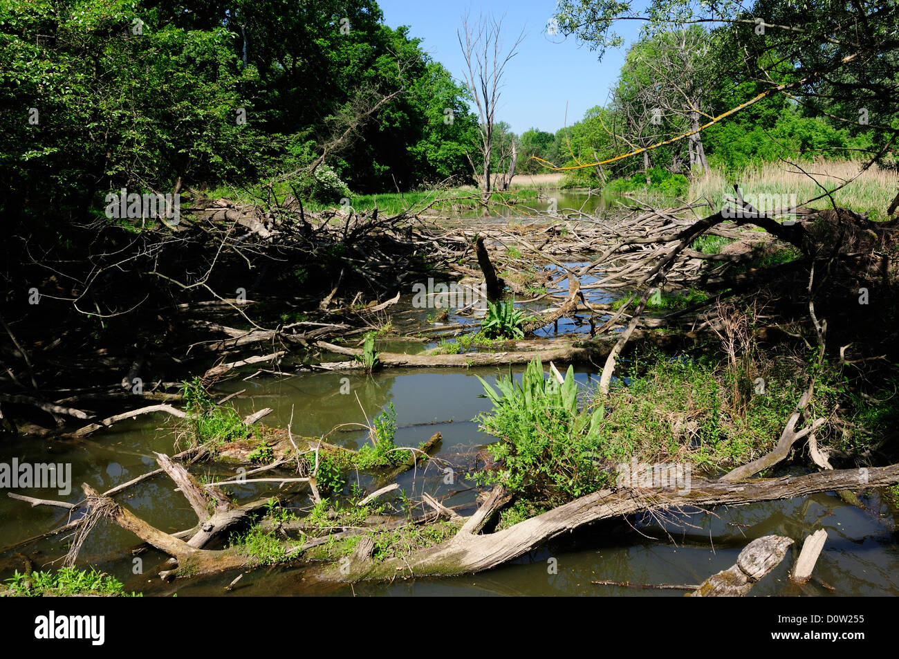Riverine forest hi-res stock photography and images - Alamy