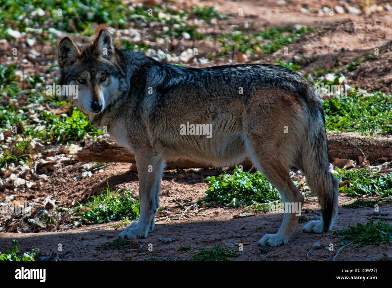 animal, wolf, Mexican wolf, USA, America, United States Stock Photo - Alamy
