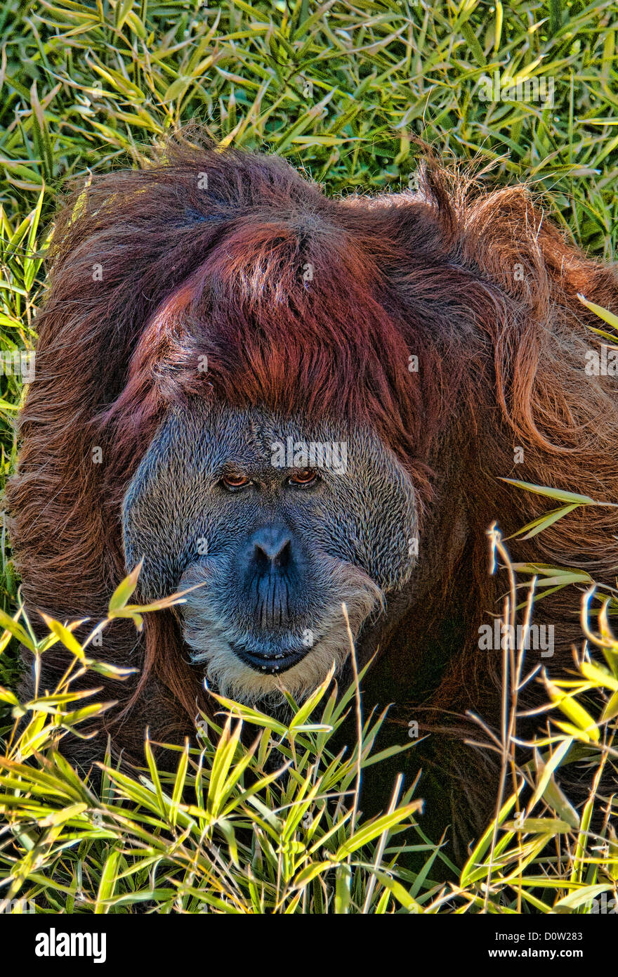 orang-utan, animal, pongo pygmaeus, ape, portrait Stock Photo - Alamy