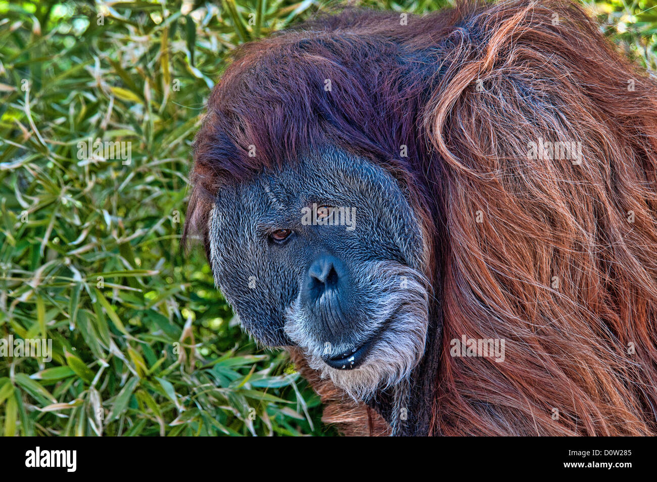 orang-utan, animal, pongo pygmaeus, ape, portrait Stock Photo - Alamy