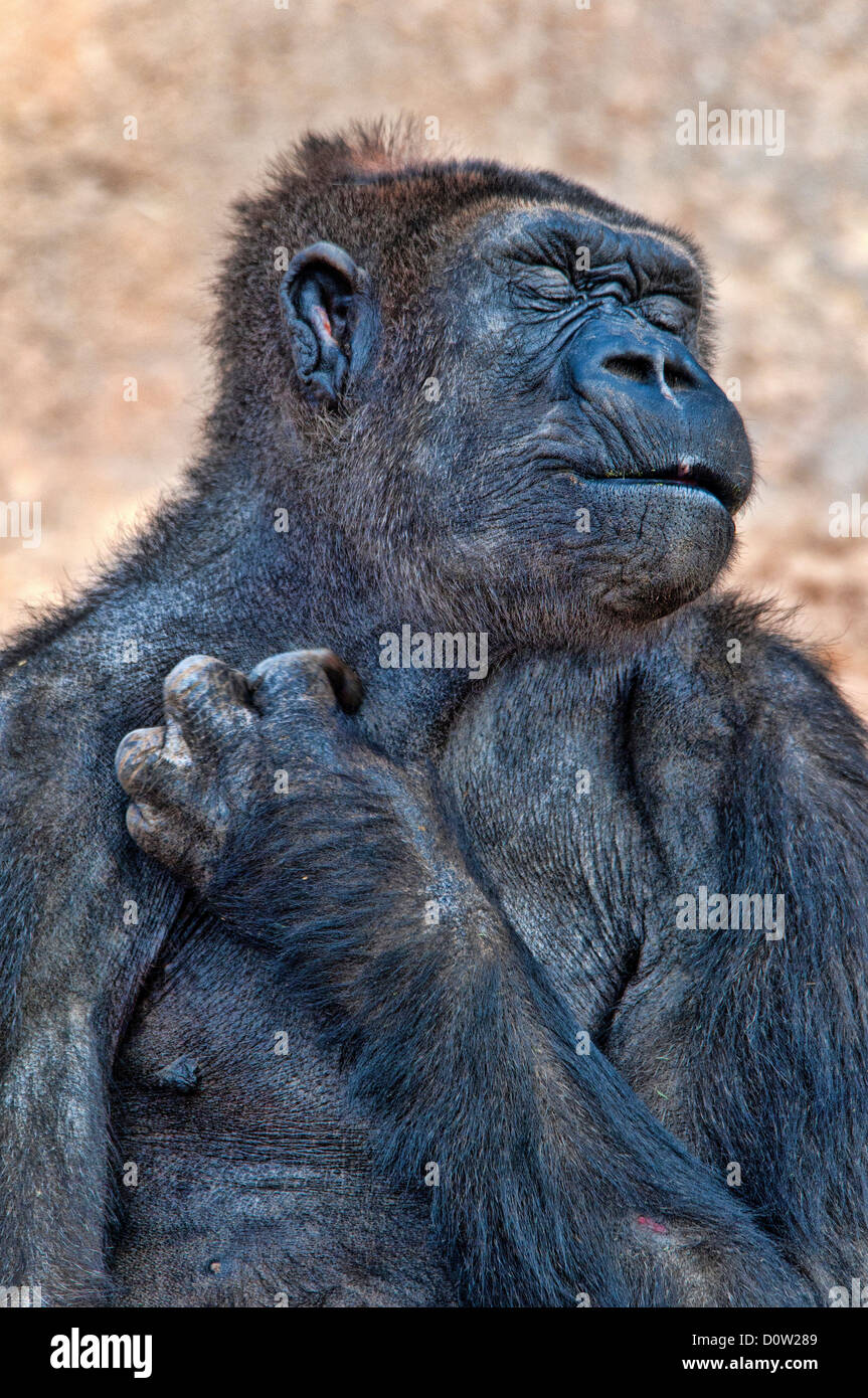 western lowland gorilla, gorilla, ape, animal Stock Photo - Alamy