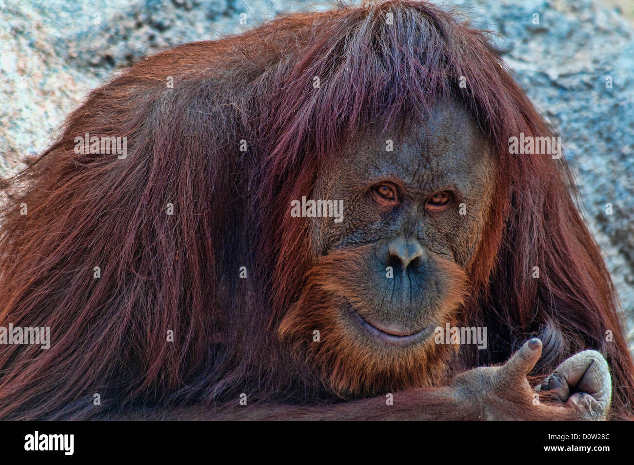 orang-utan, animal, pongo pygmaeus, ape, portrait Stock Photo - Alamy