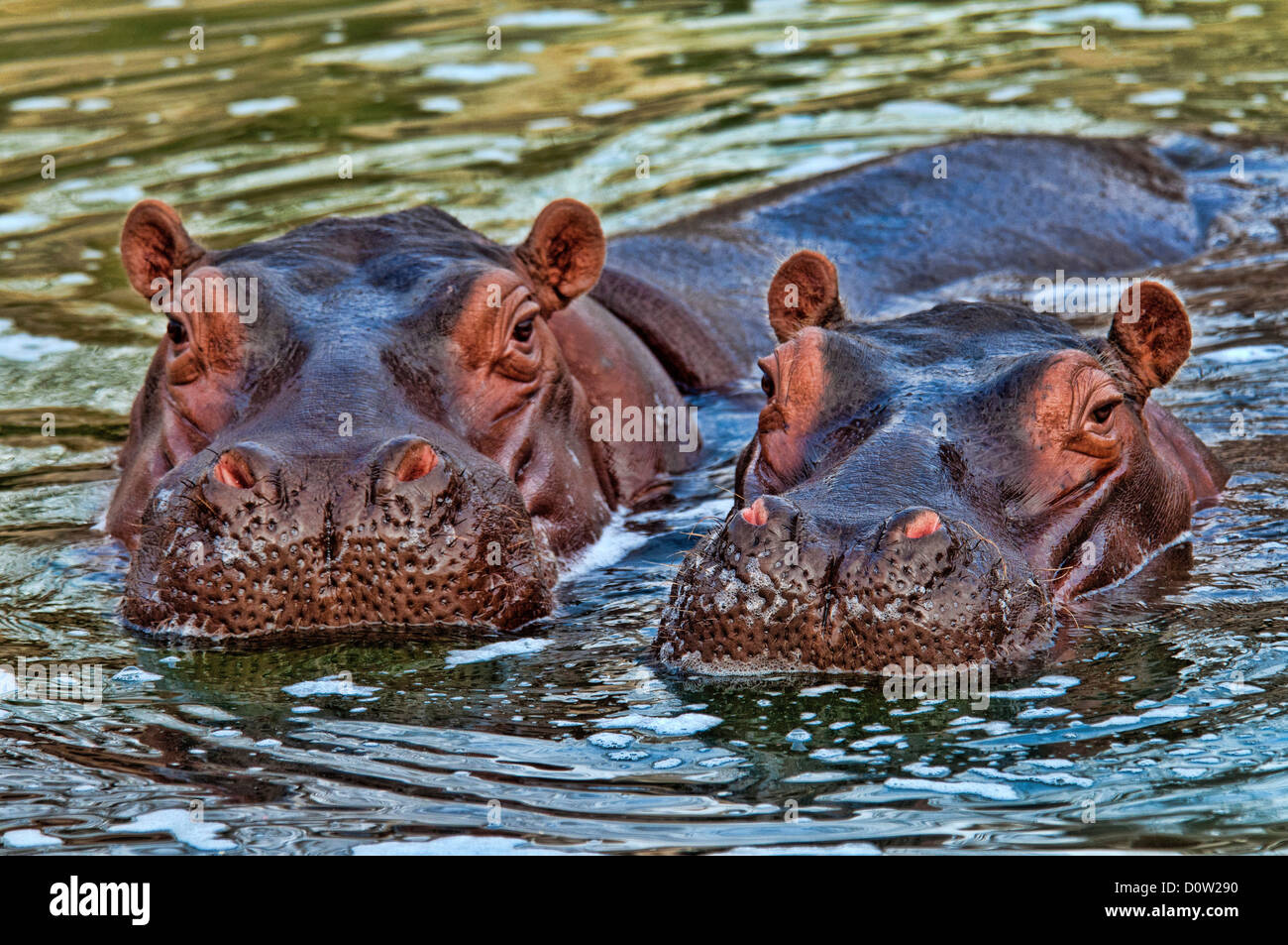 hippopotamus, hippo, hippopotamus amphibius, head, water, animal, two ...