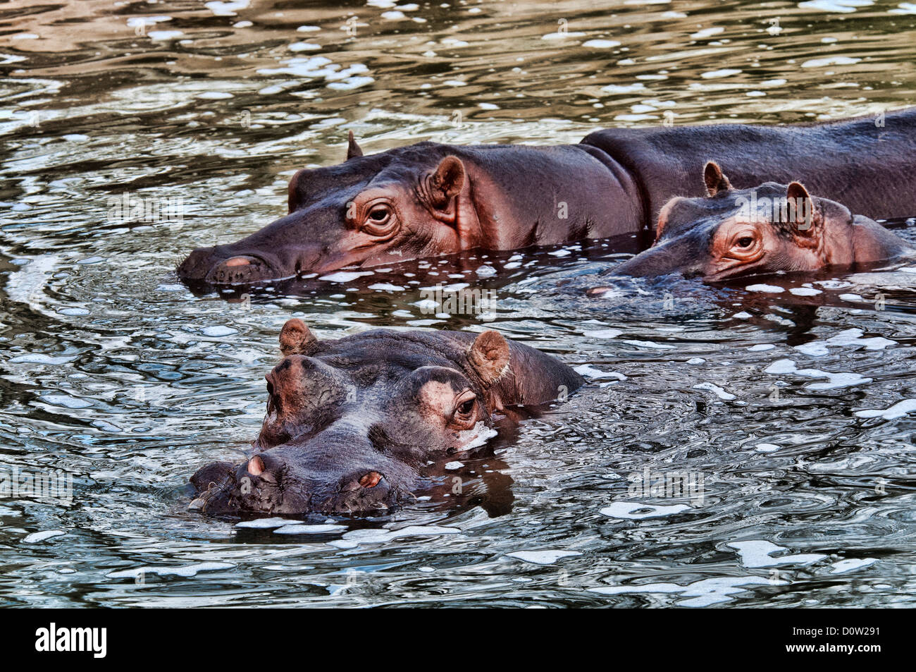 hippopotamus, hippo, hippopotamus amphibius, head, water, animal, three ...