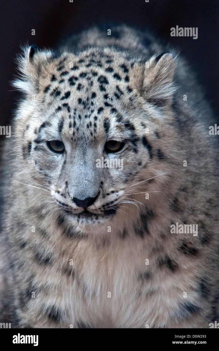 snow leopard, animal, leopard, head, portrait Stock Photo - Alamy
