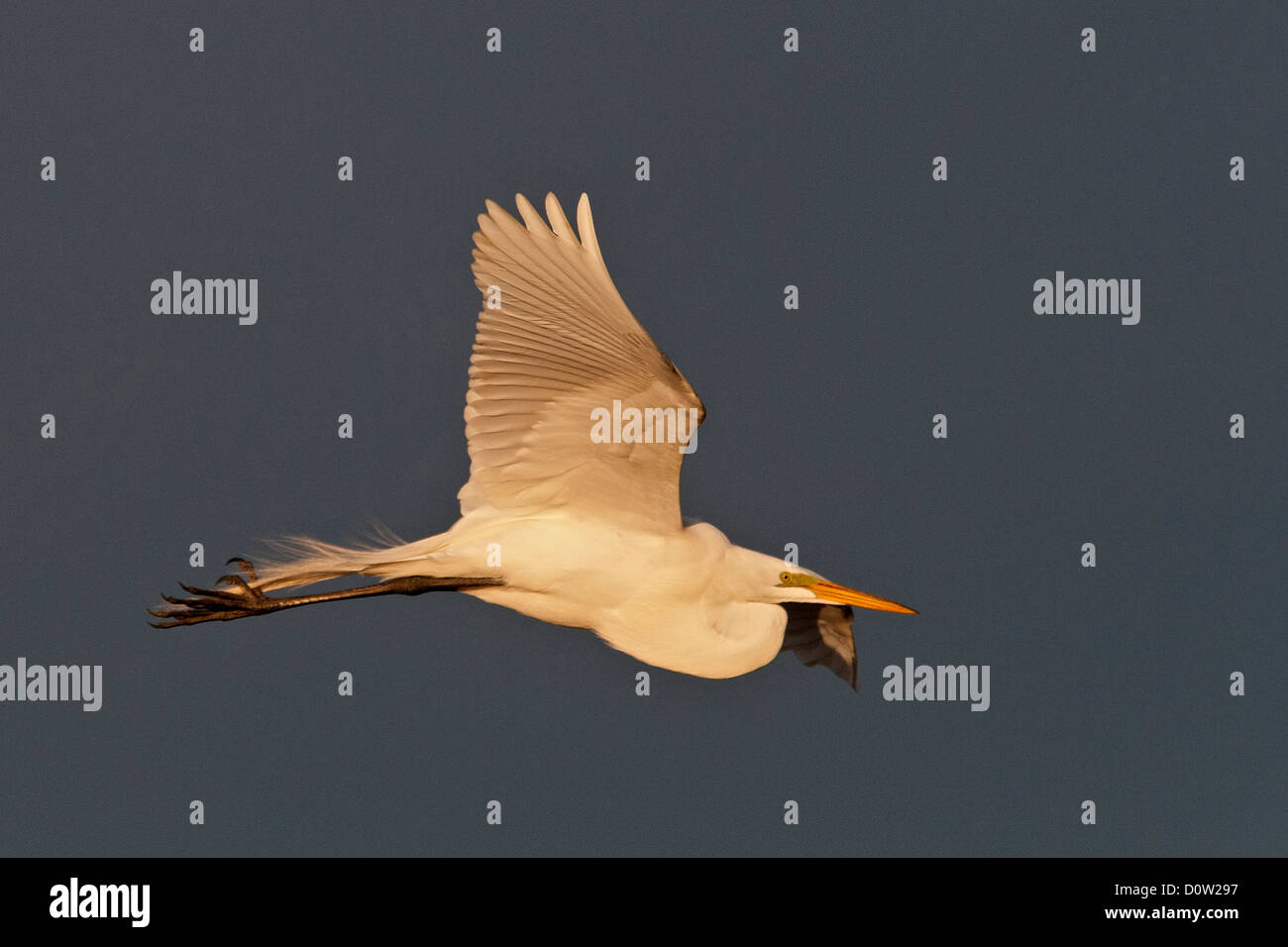 Great egret bird animal hi-res stock photography and images - Alamy