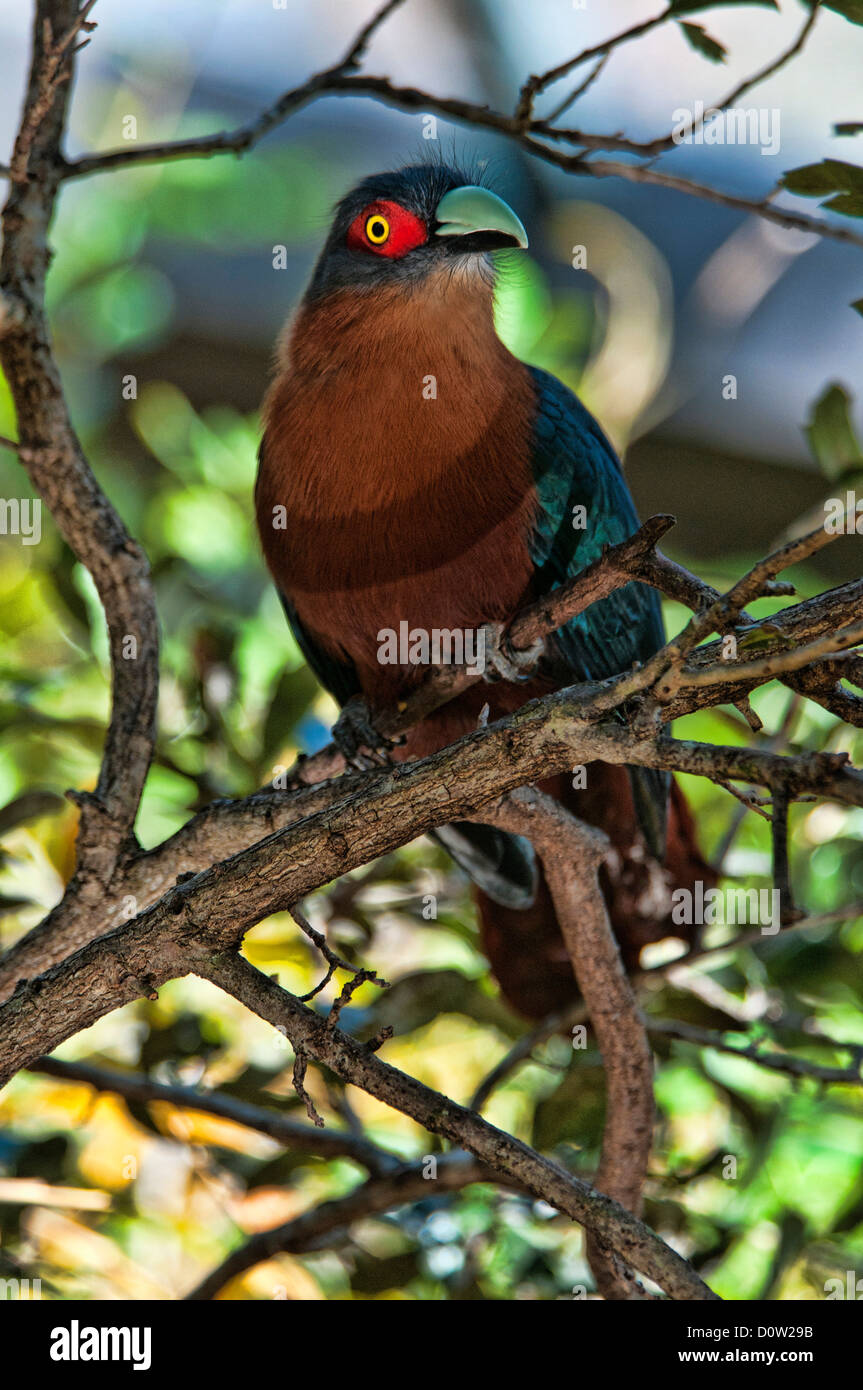 chestnut-breasted malkoha, Malkoha, phaenicophaeus curvirostris, tree ...