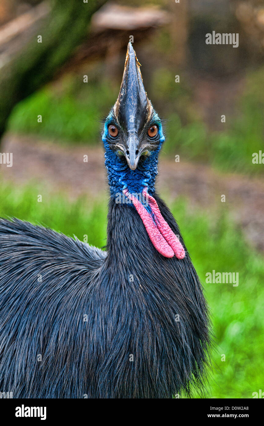 Cassowary cassowary hi-res stock photography and images - Alamy