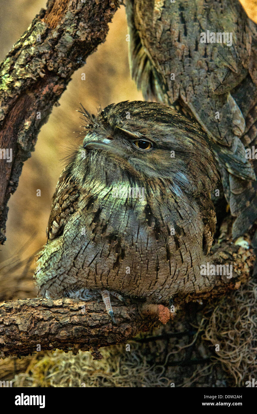 tawny frogmouth, podargus strigoides, bird, animal, tree Stock Photo ...