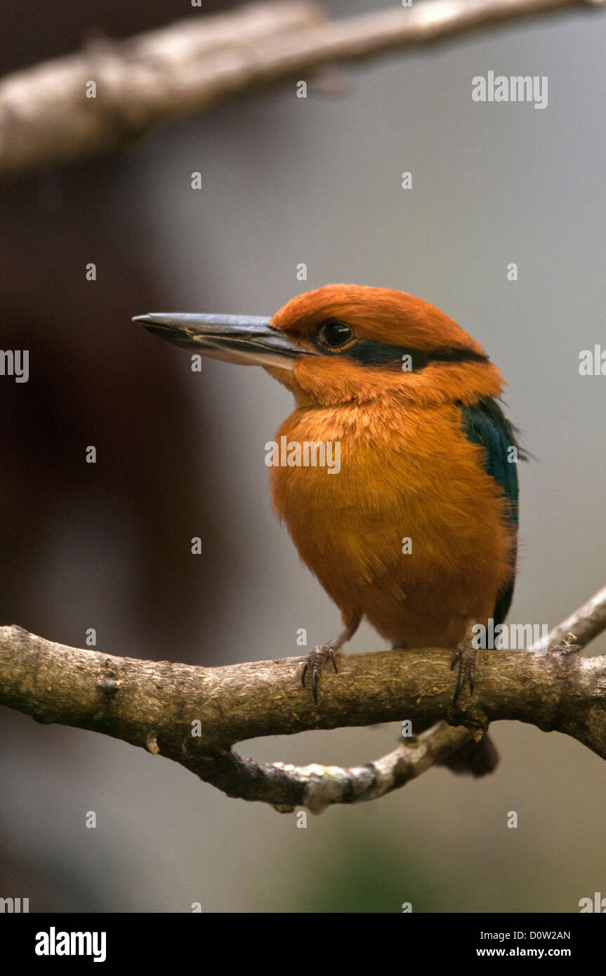 guam kingfisher, todiramphus cinnamominus, extinct in wild, rare ...