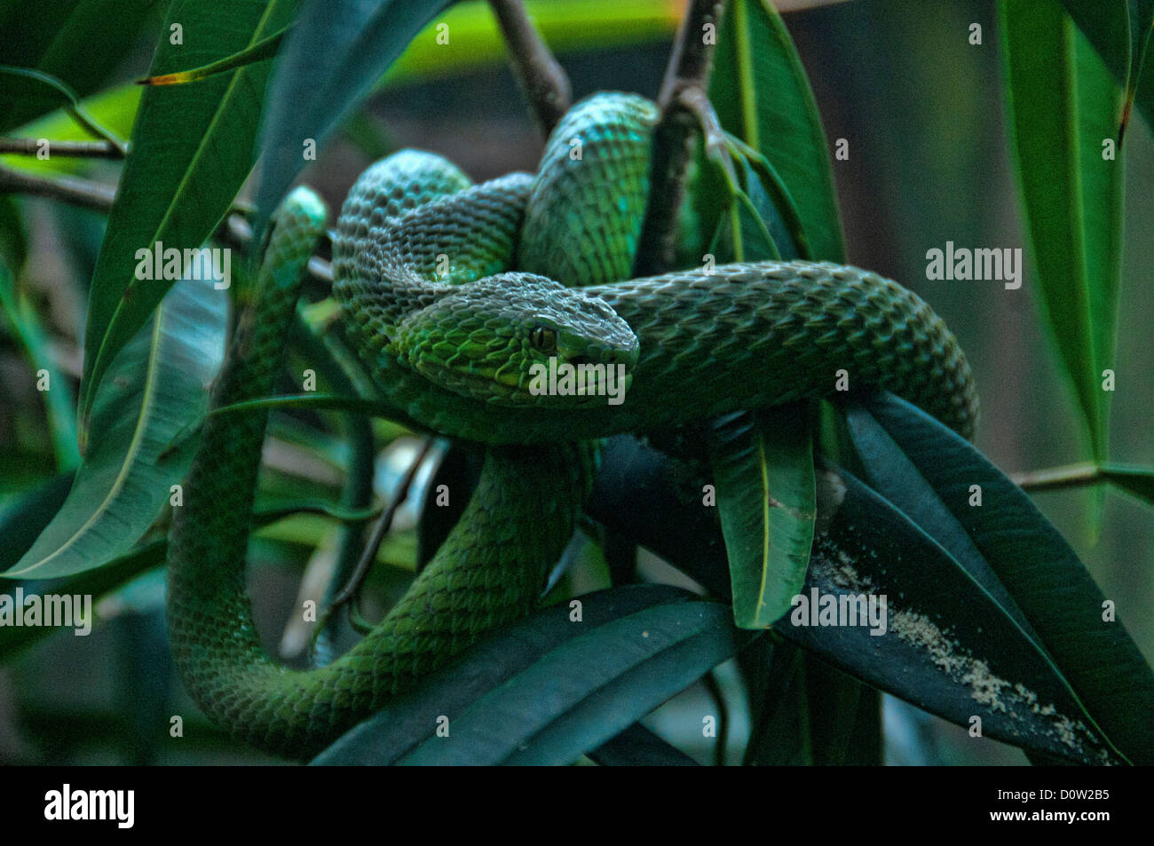 western green mamba, dendroaspis viridis, green mamba, mamba, snake ...