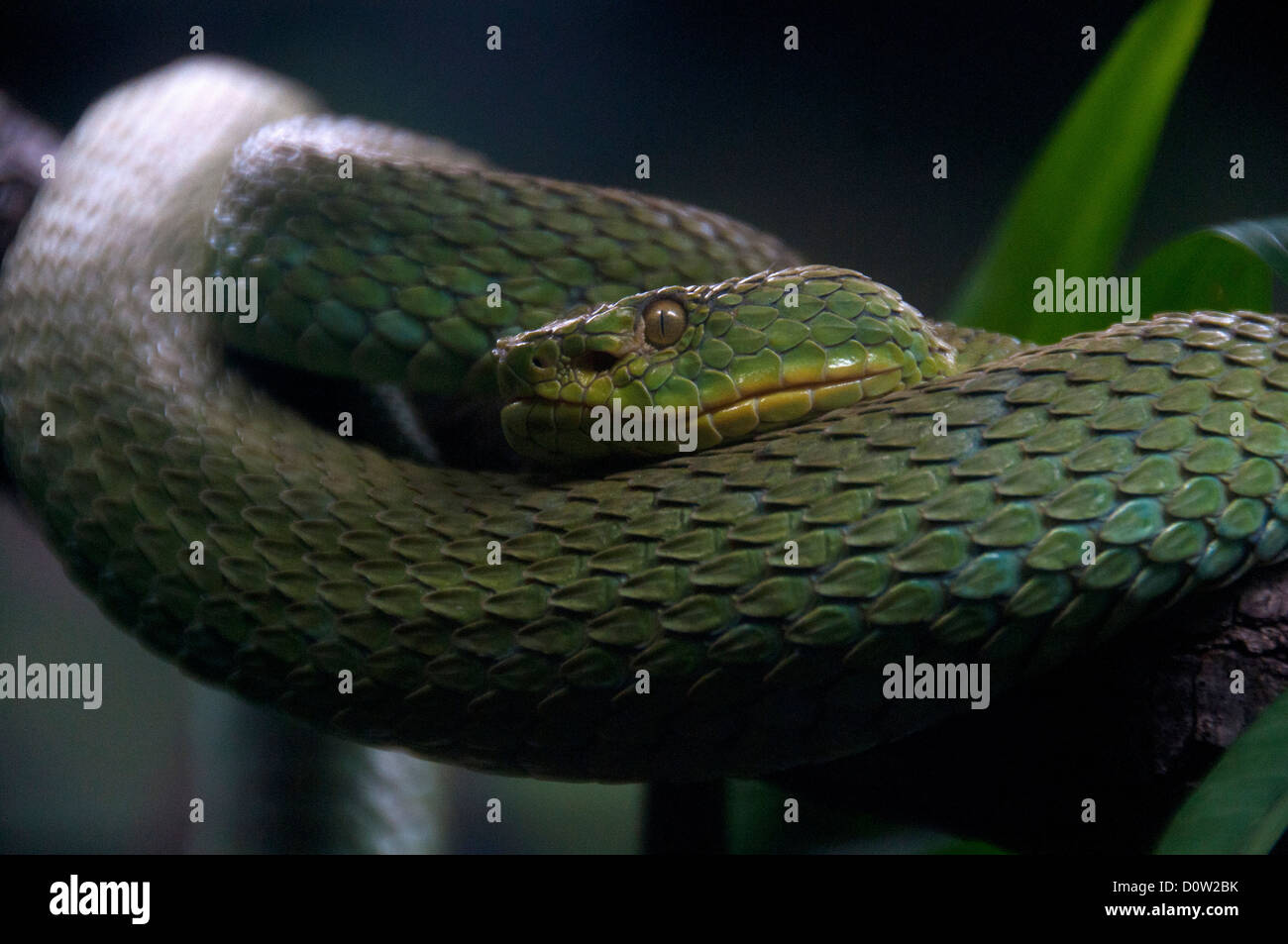 western green mamba, dendroaspis viridis, green mamba, mamba, snake ...