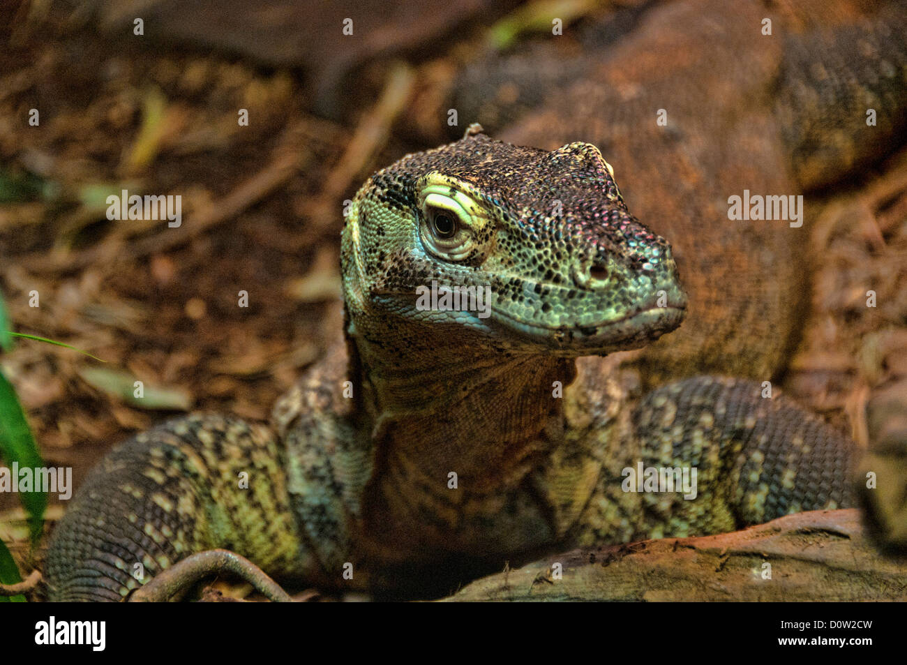 komodo dragon, komodo monitor, animal, monitor lizard, lizard, varanus ...