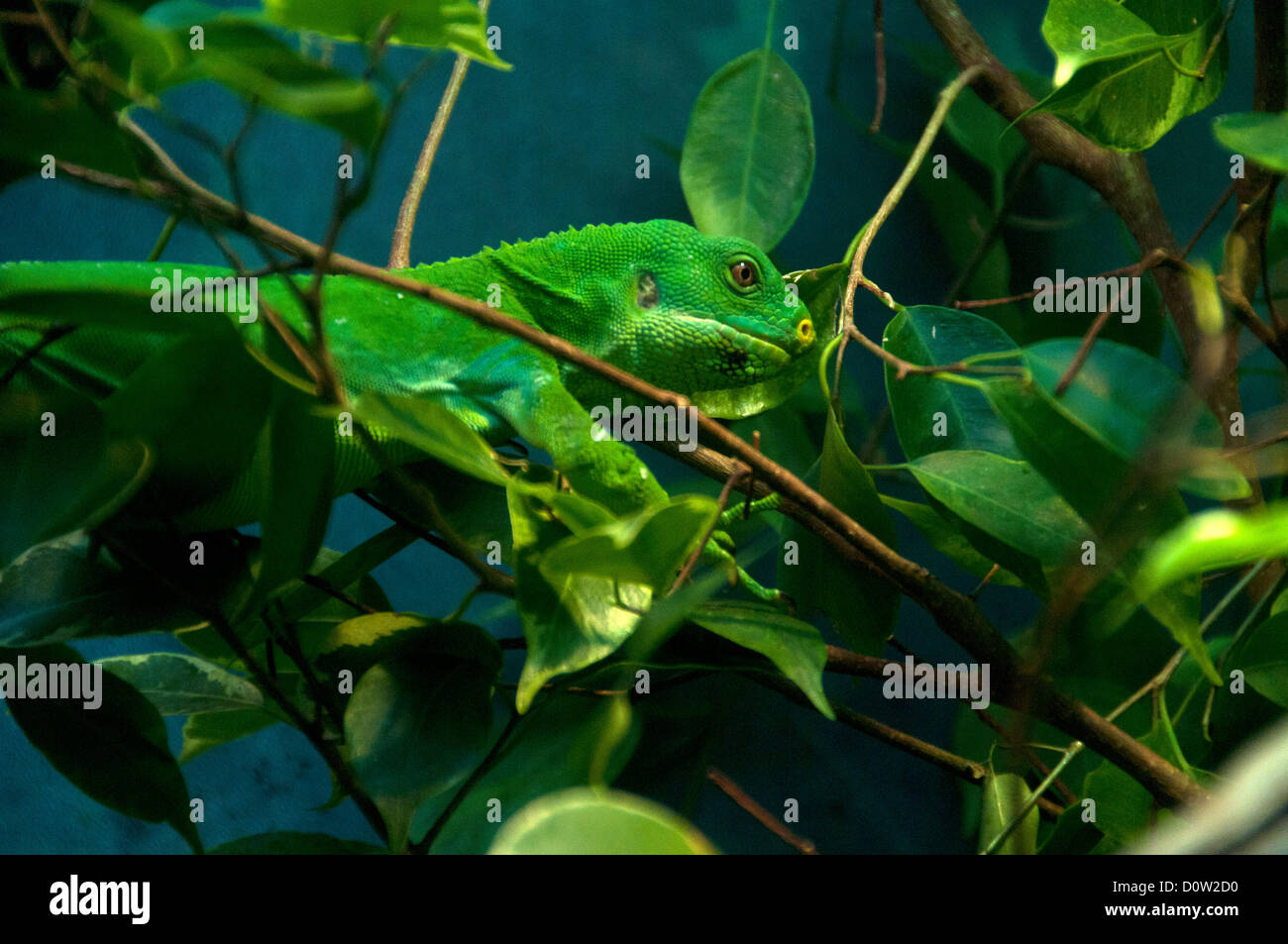 fiji banded iguana, iguana, brachylophus fasciatus, lizard, animal ...