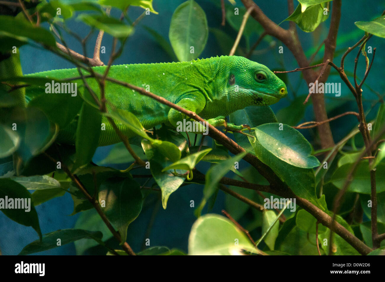 fiji banded iguana, iguana, brachylophus fasciatus, lizard, animal ...