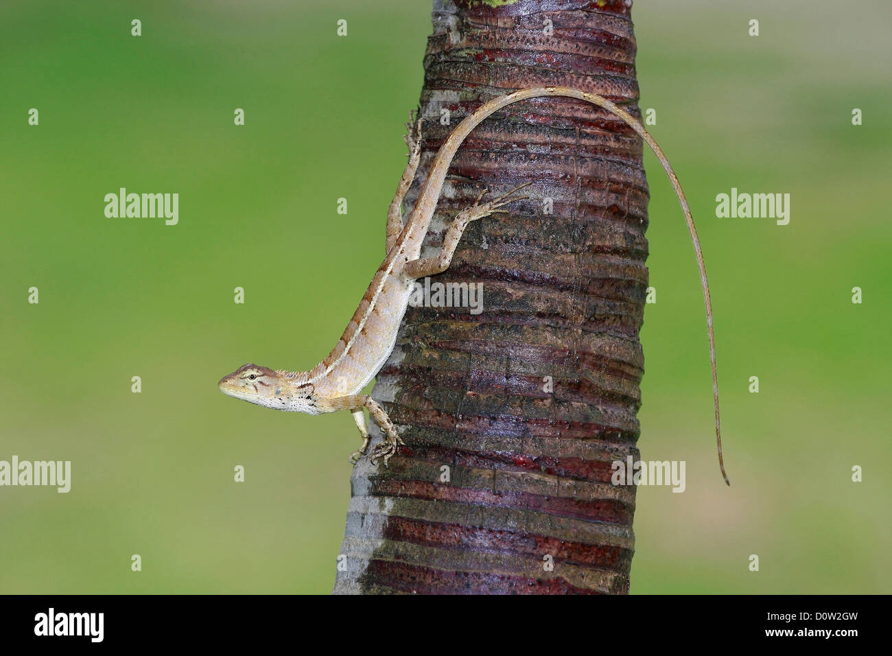 Asia, saurian, saurians, lizard, lizards, gecko, nature, reptile ...