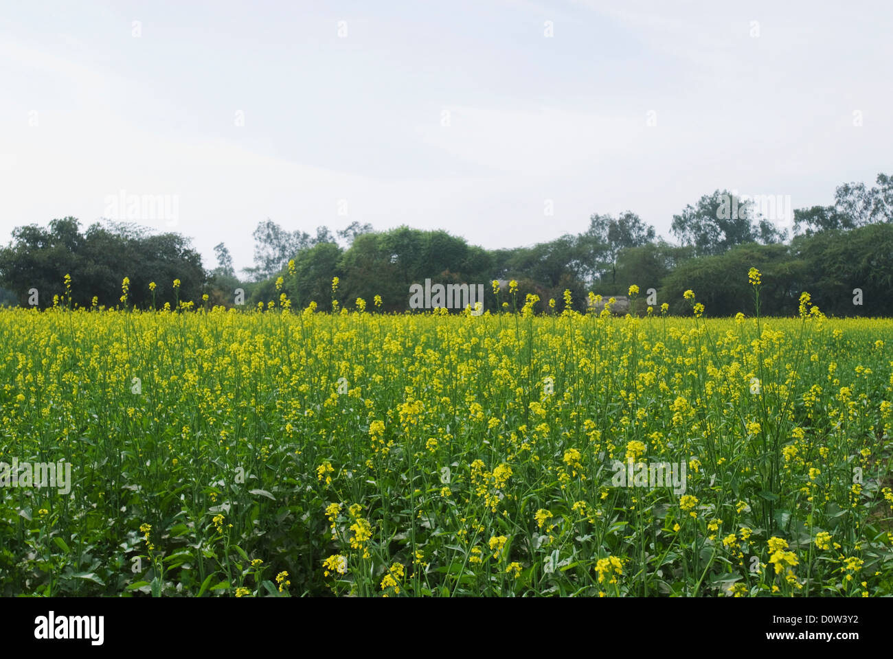 Mustard field, Sohna, Gurgaon, Haryana, India Stock Photo - Alamy