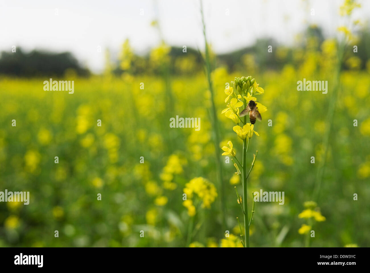 India flower pollination hi-res stock photography and images - Alamy
