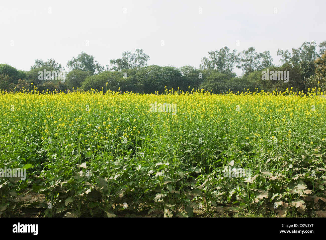 Mustard field, Sohna, Gurgaon, Haryana, India Stock Photo - Alamy