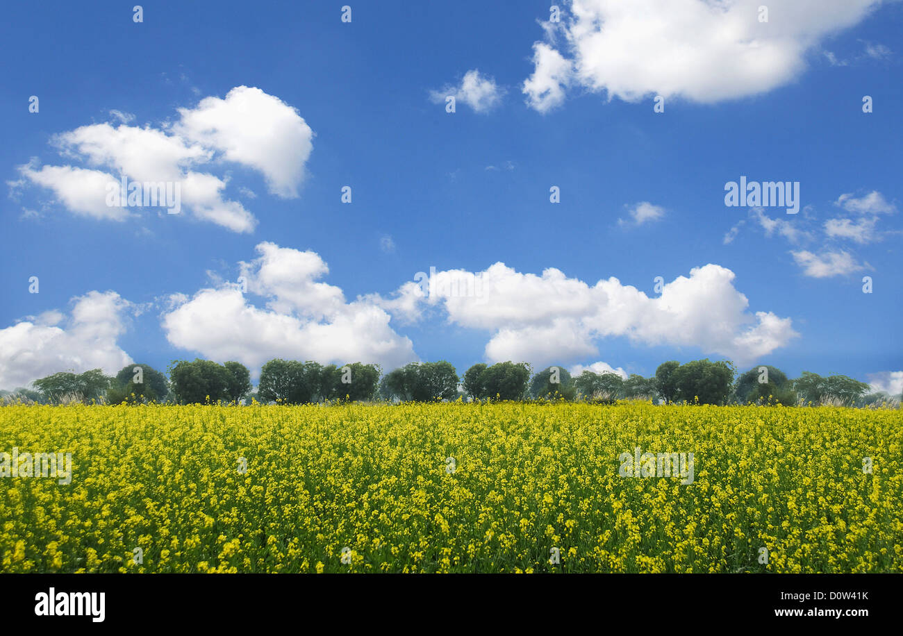 Mustard field with trees in the background, Sohna, Gurgaon, Haryana ...
