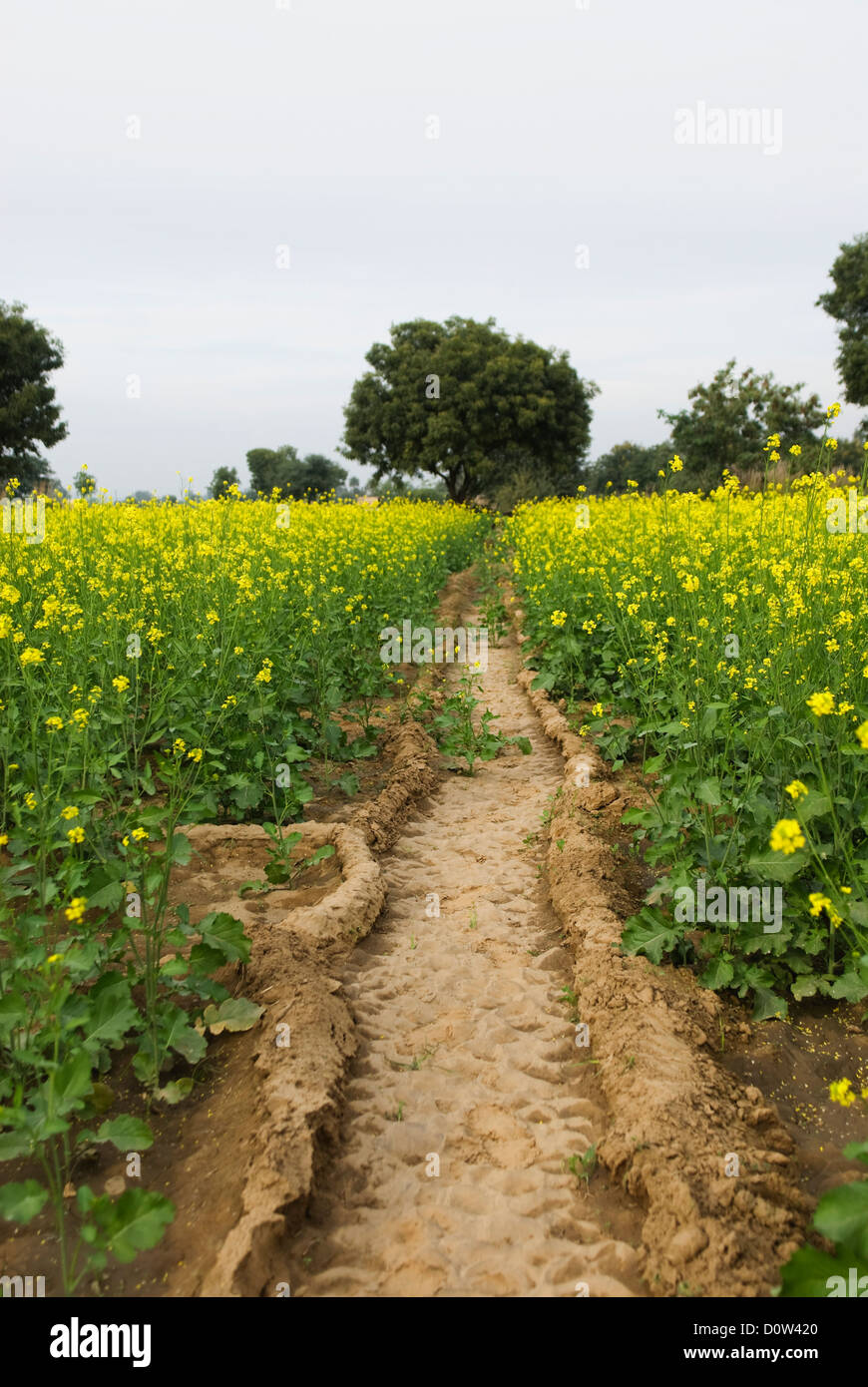 Water channel for irrigation passing through a mustard field, Sohna ...