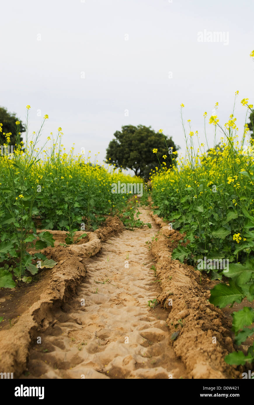 India Irrigation Channel High Resolution Stock Photography and Images ...