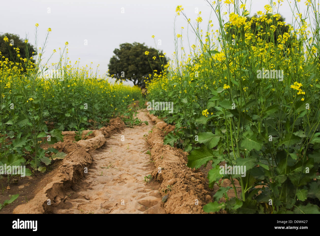 India Irrigation Channel High Resolution Stock Photography and Images ...