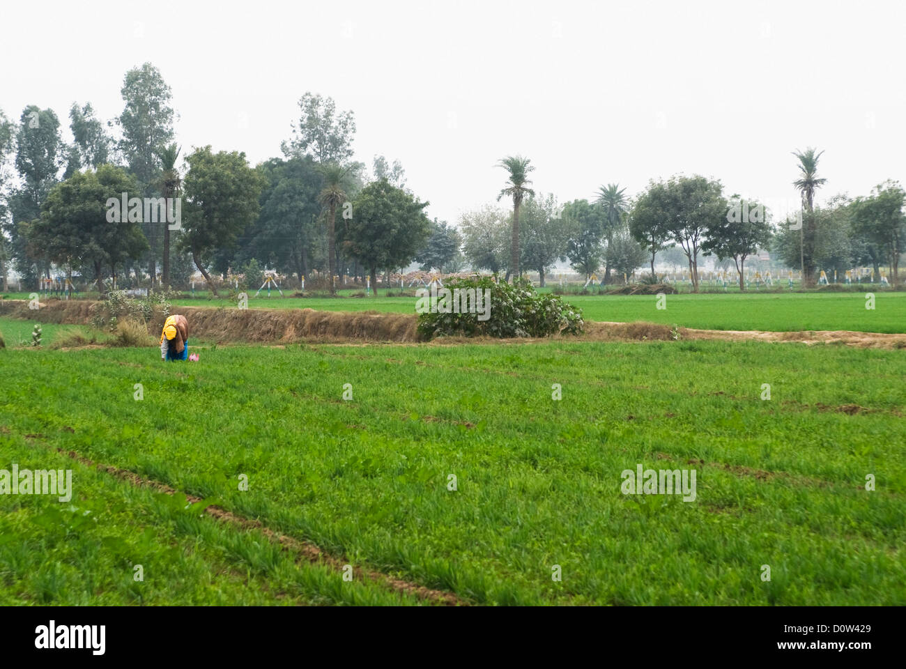 Haryana agriculture hi-res stock photography and images - Alamy