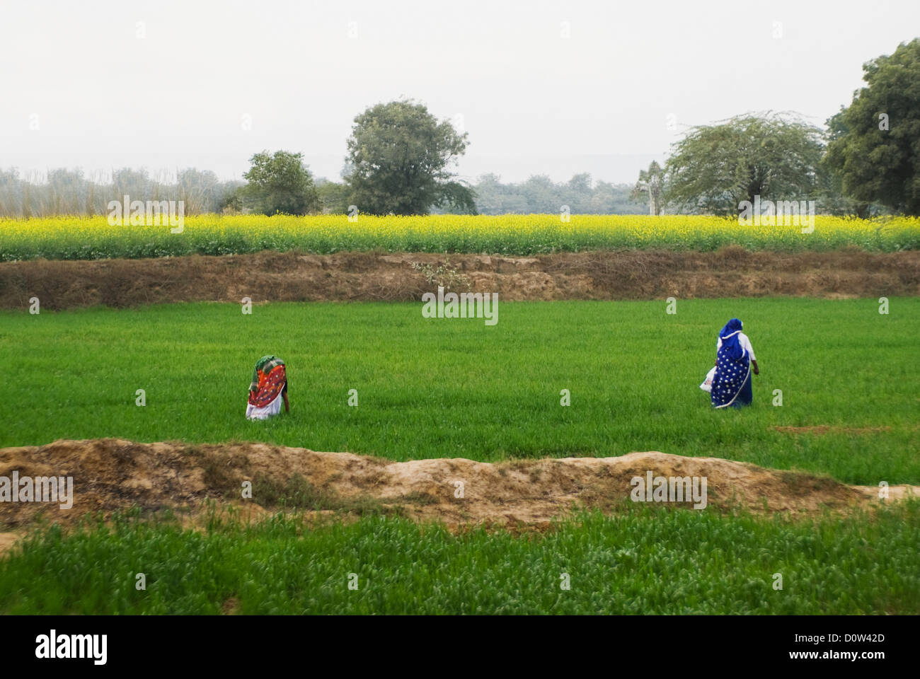Female farmers working in a field, Sohna, Gurgaon, Haryana, India Stock Photo - Alamy