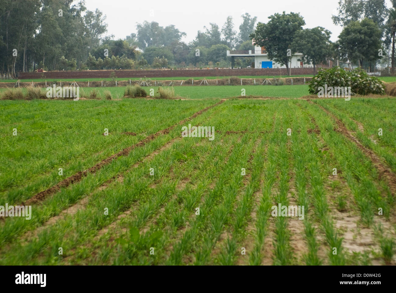 Wheat field, Sohna, Gurgaon, Haryana, India Stock Photo - Alamy