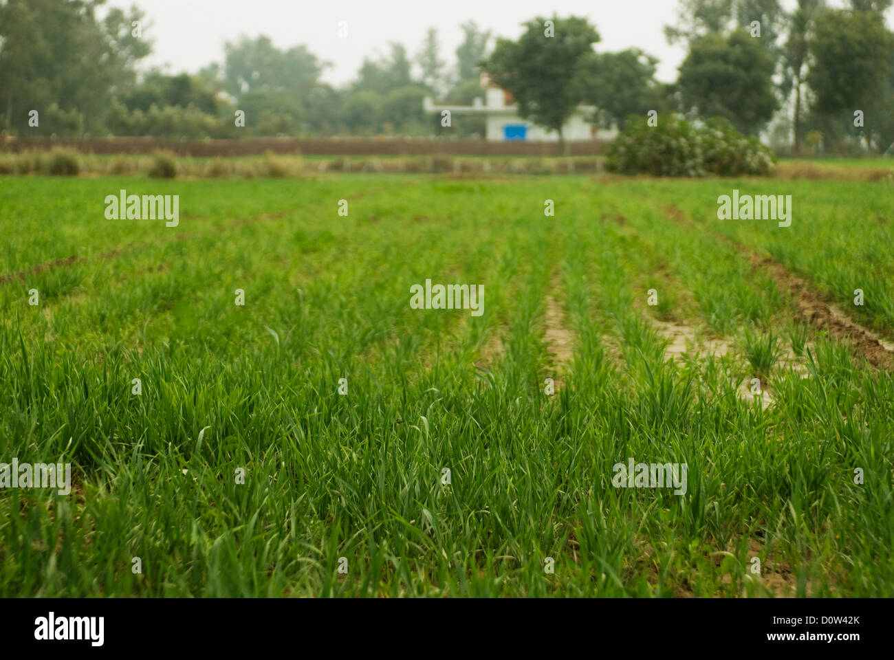 Wheat field, Sohna, Gurgaon, Haryana, India Stock Photo - Alamy