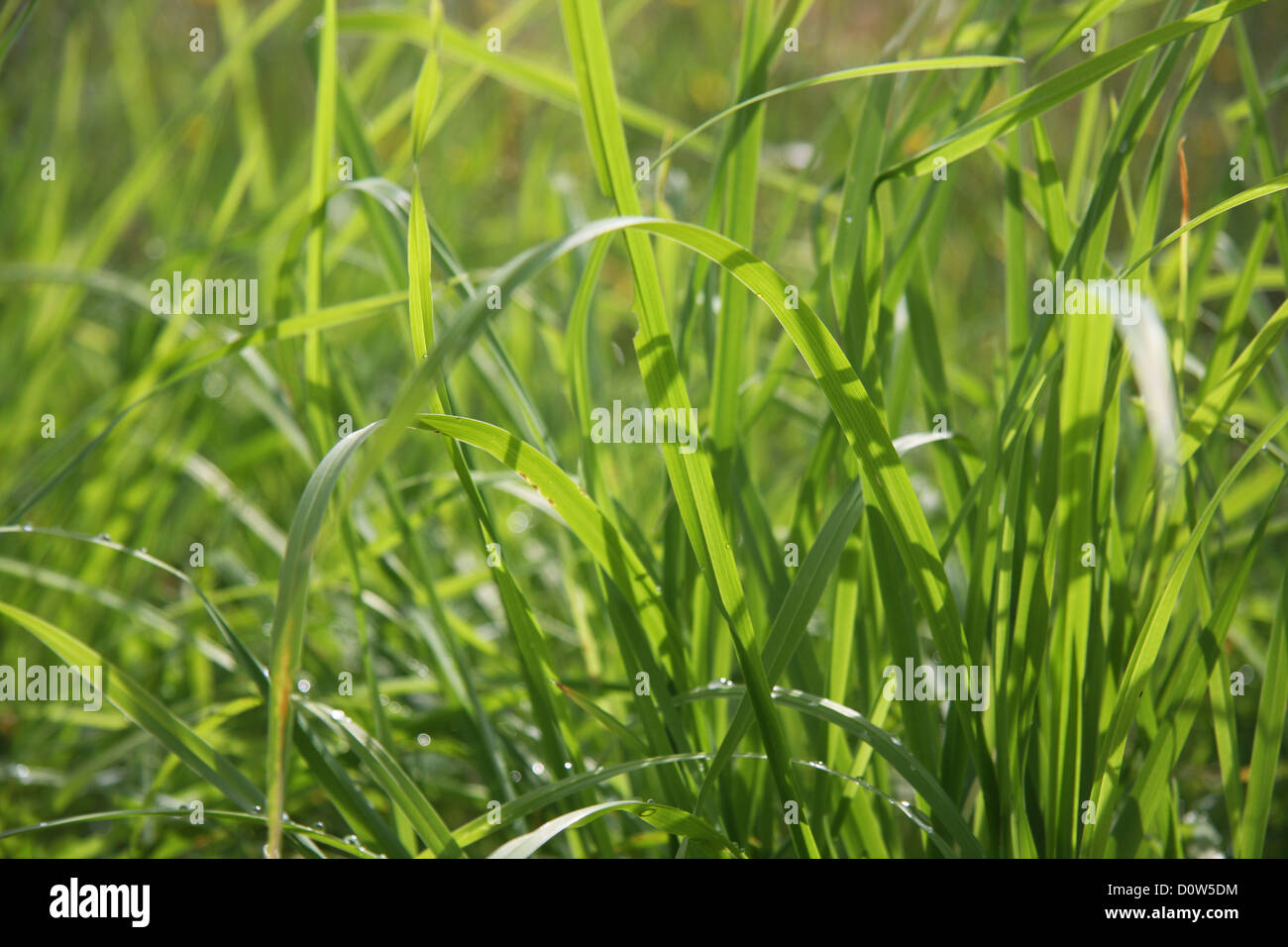 Nature, grass, green, meadow detail, blades of grass, plants, concepts ...