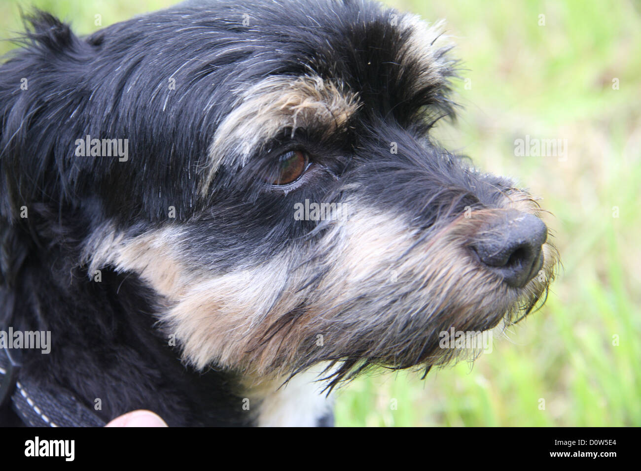 Dog, domestic animal, pet, dog race, Havanese, animal, head, portrait ...