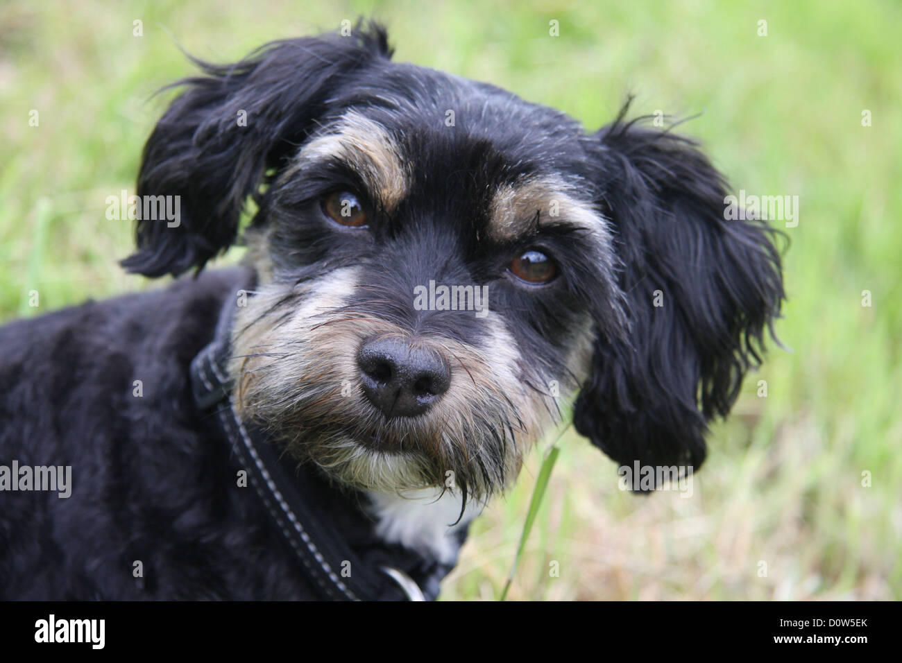 Dog, domestic animal, pet, dog race, Havanese, animal, head, portrait ...