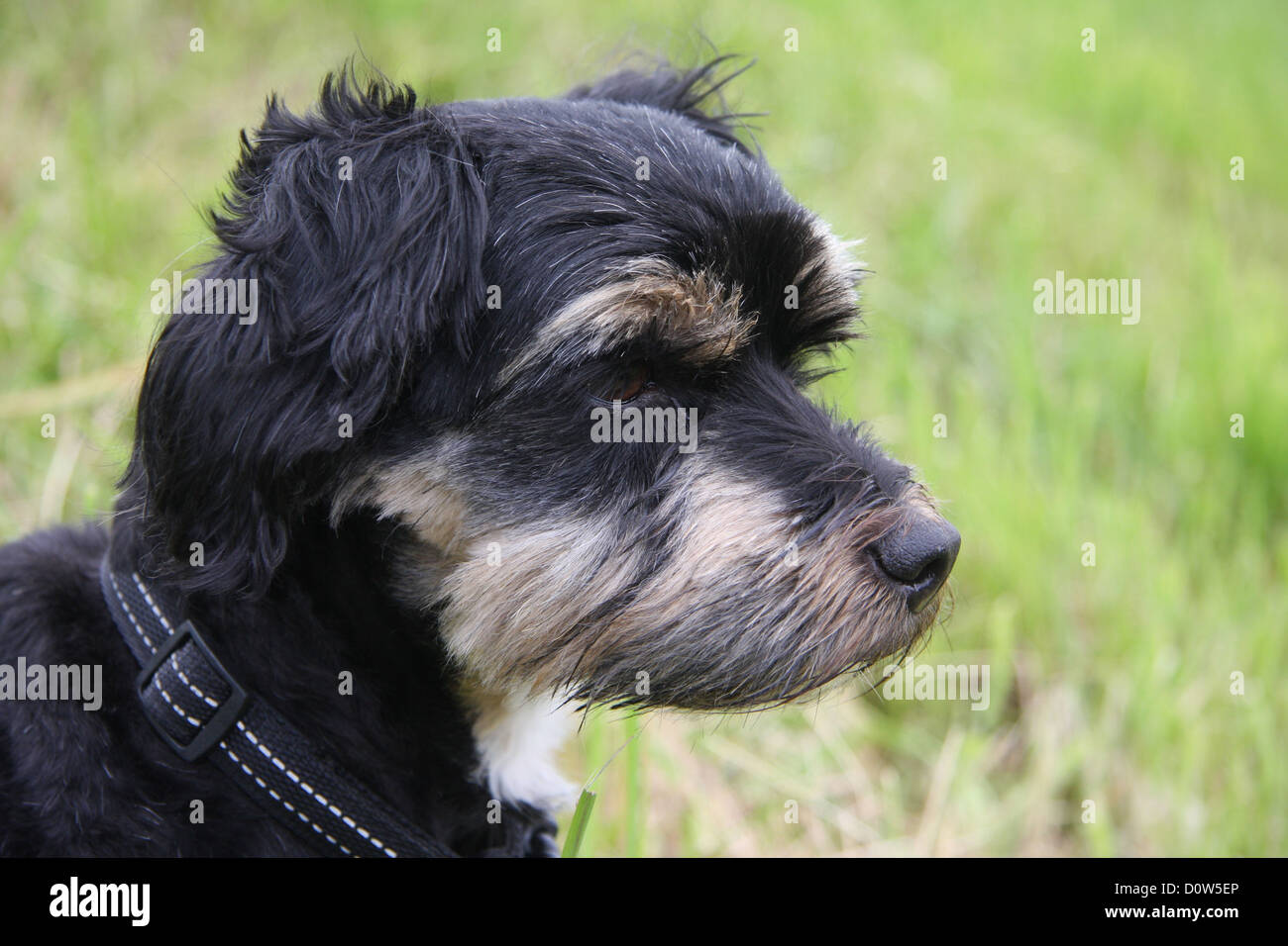 Dog, domestic animal, pet, dog race, Havanese, animal, head, portrait ...