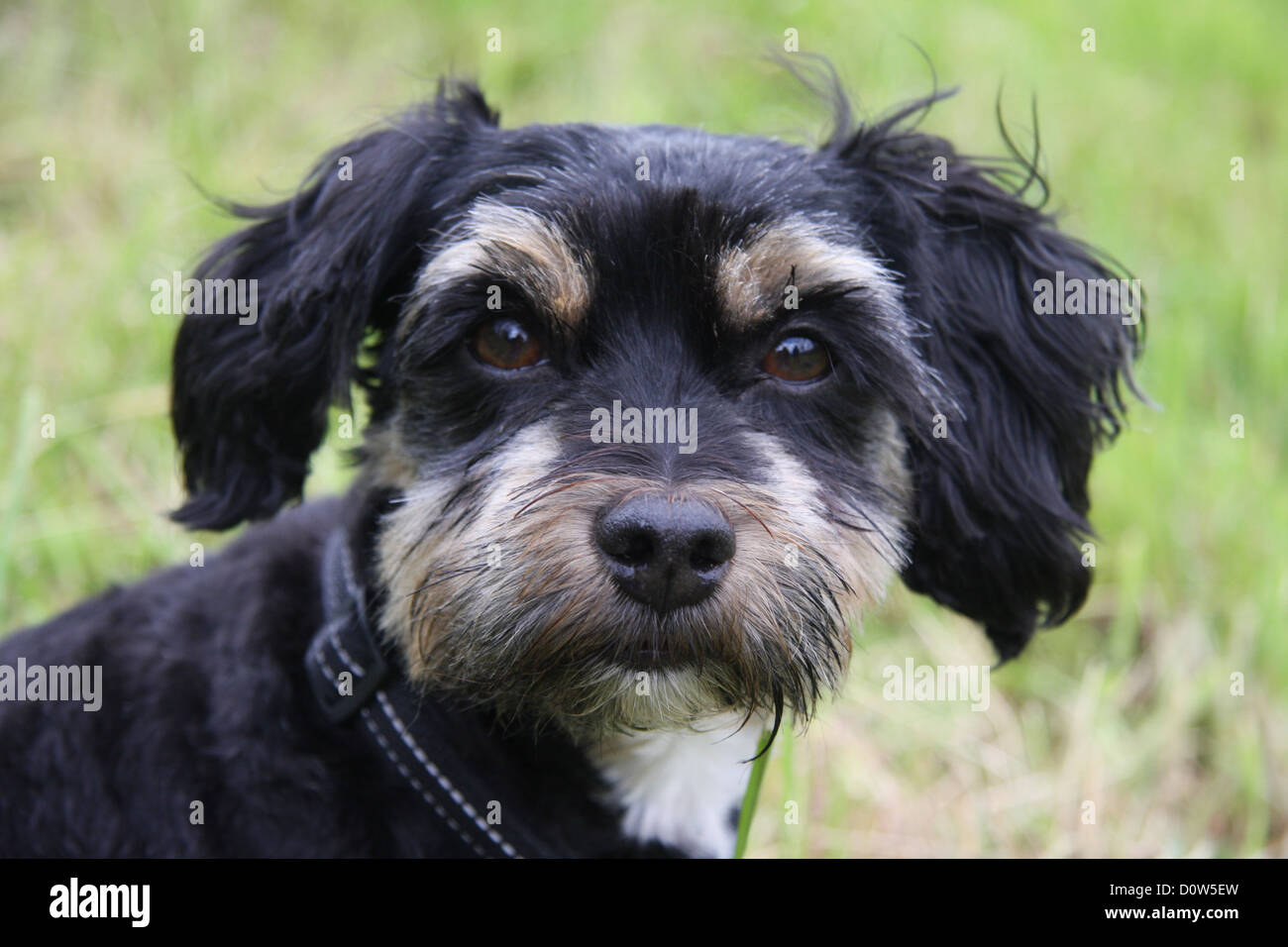 Dog, domestic animal, pet, dog race, Havanese, animal, head, portrait ...