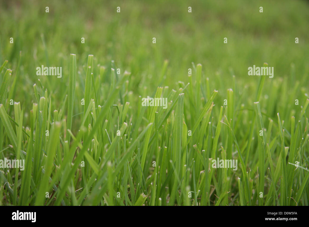 Nature, grass, green, meadow detail, blades of grass, plants, concepts ...