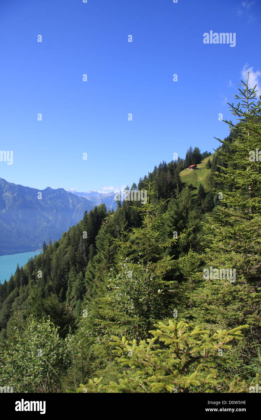 Switzerland, Europe, canton, Bern, Bernese Oberland, Brienzersee, lake ...