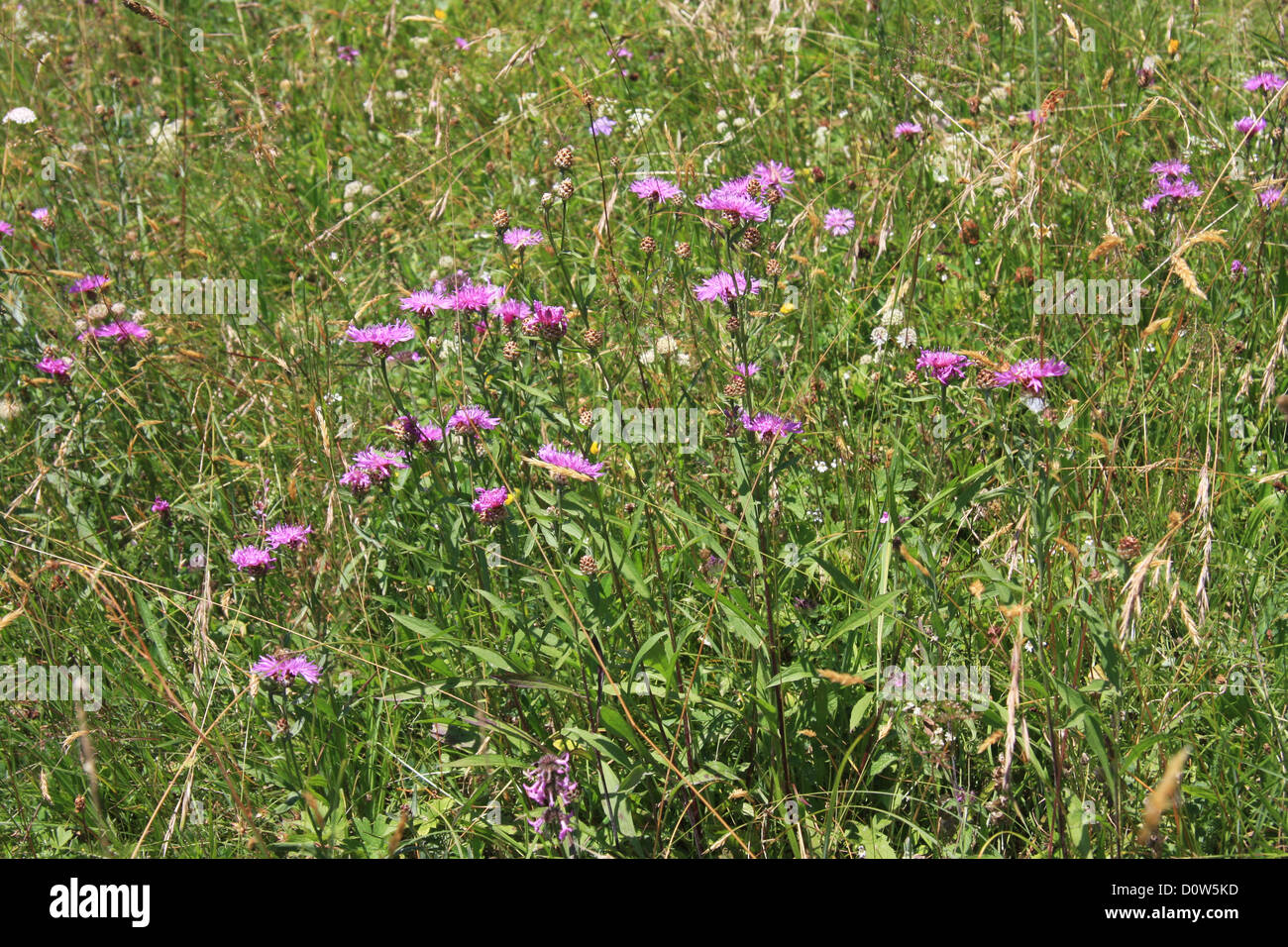 Switzerland, Europe, canton, Bern, Bernese Oberland, alpine, meadow ...