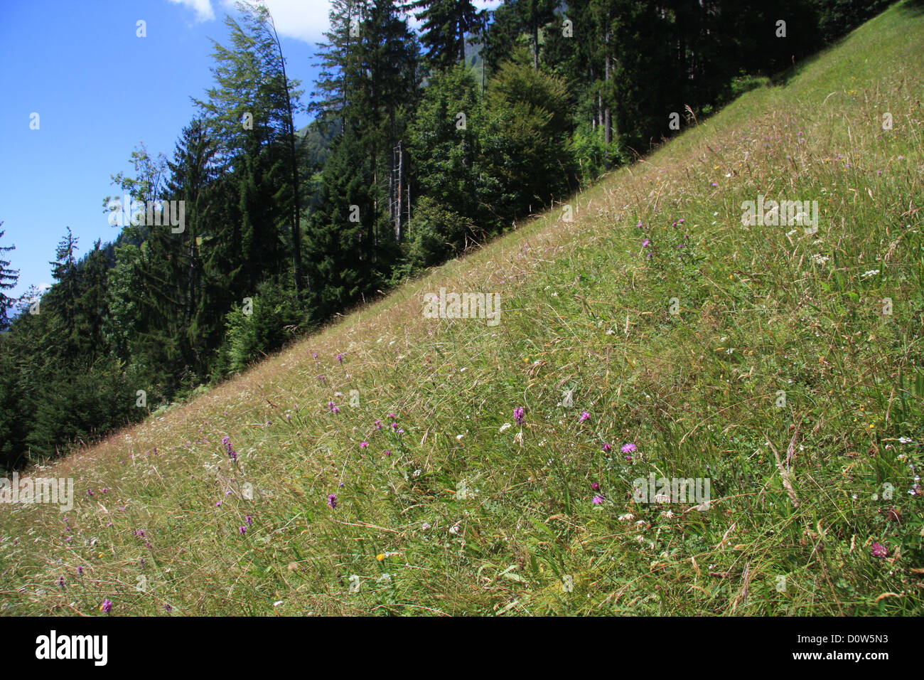 Switzerland, Europe, canton, Bern, Bernese Oberland, alpine, meadow ...