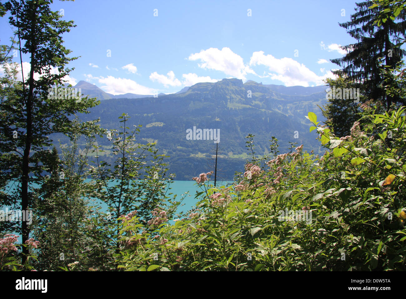 Switzerland, Europe, canton, Bern, Bernese Oberland, Brienzersee, lake ...