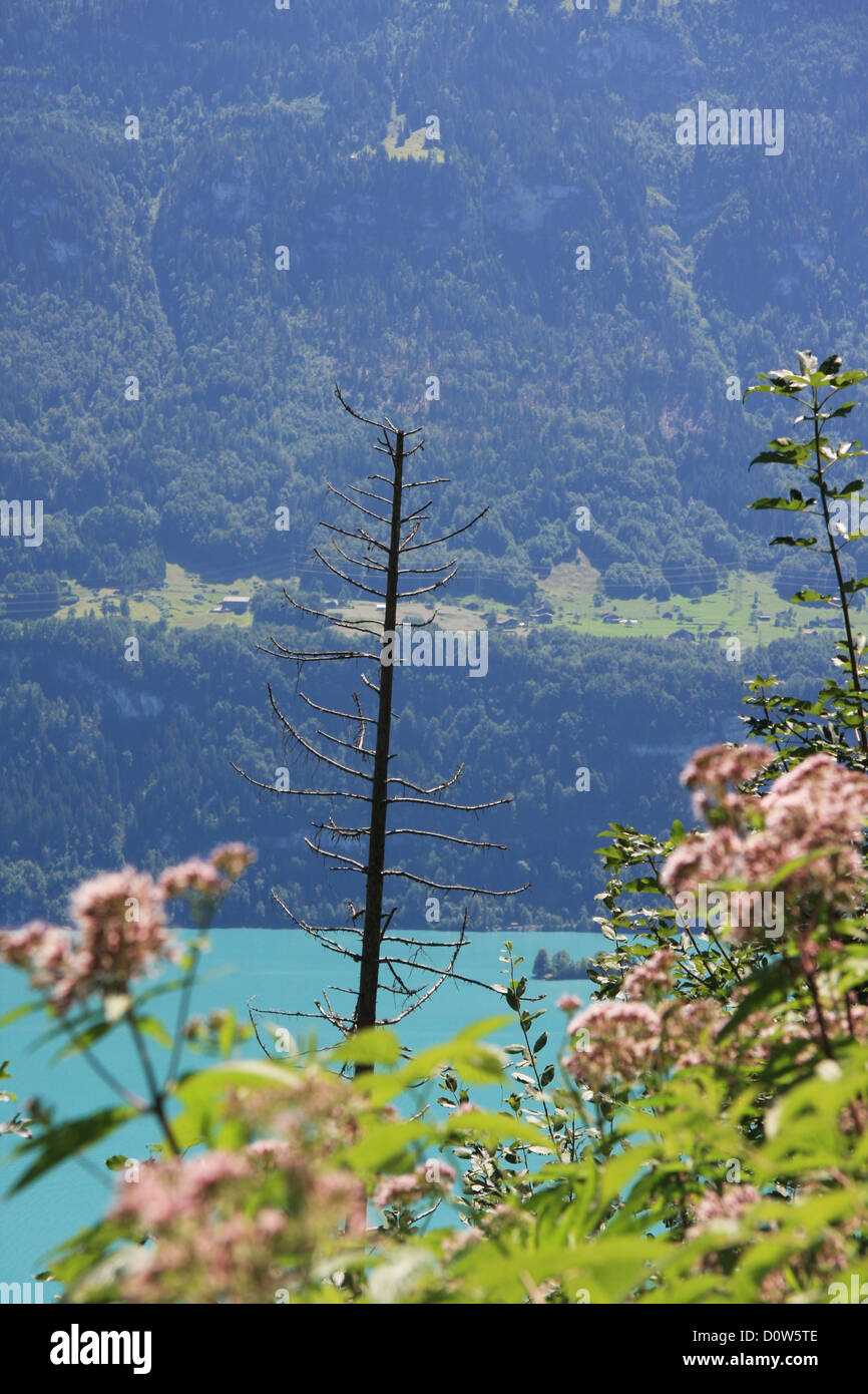Switzerland, Europe, canton, Bern, Bernese Oberland, Brienzersee, lake ...