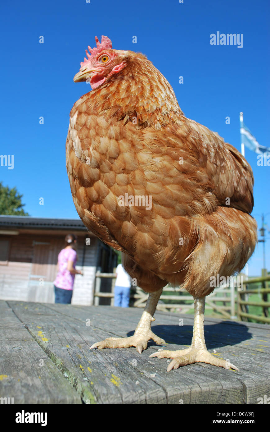 Hen on a farm in Devon Stock Photo - Alamy