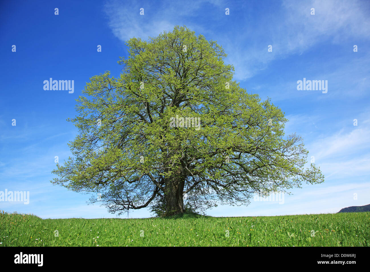 Switzerland, Canton Zug, Menzingen Stock Photo - Alamy
