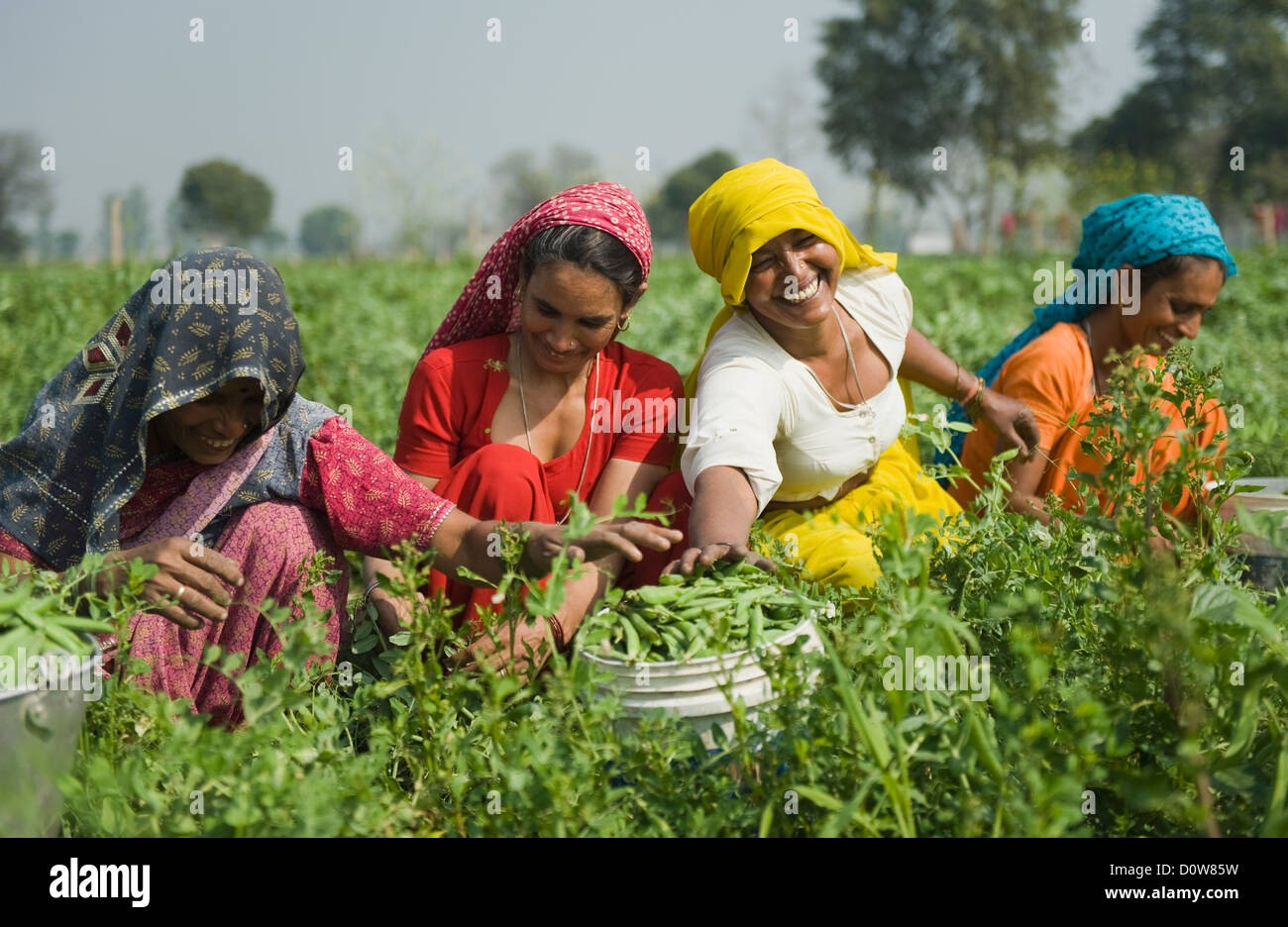 Female farm workers picking green pea pods, Farrukh Nagar, Gurgaon, Haryana, India Stock Photo ...