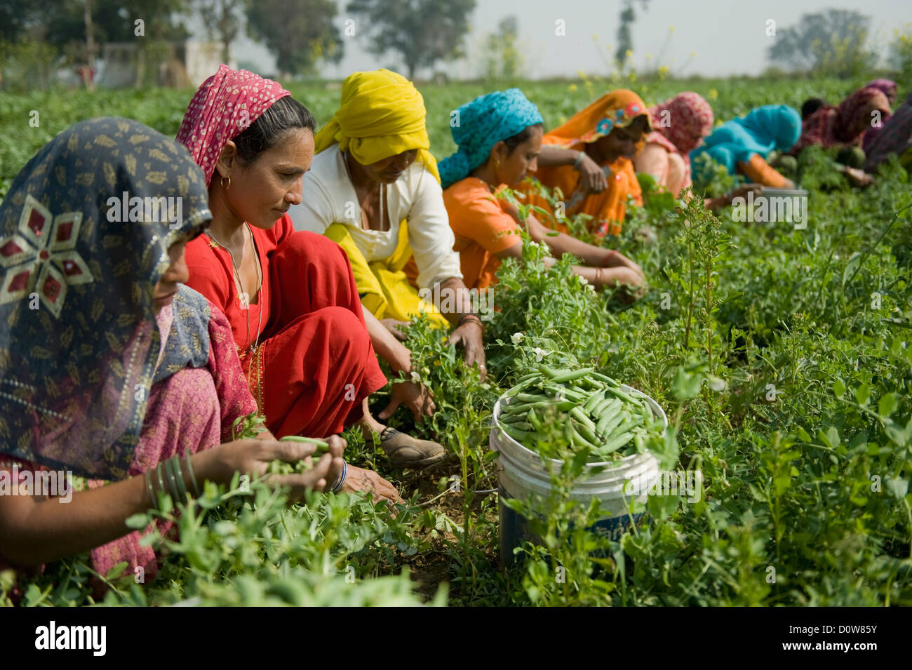 Mid growth pea field hi-res stock photography and images - Alamy