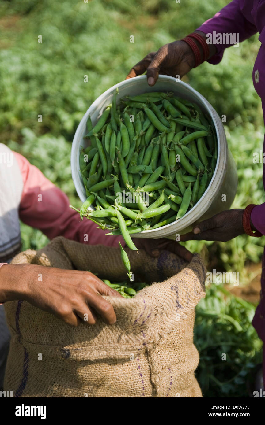 Close-up of a woman's hand filling green peas in a sack with a man ...