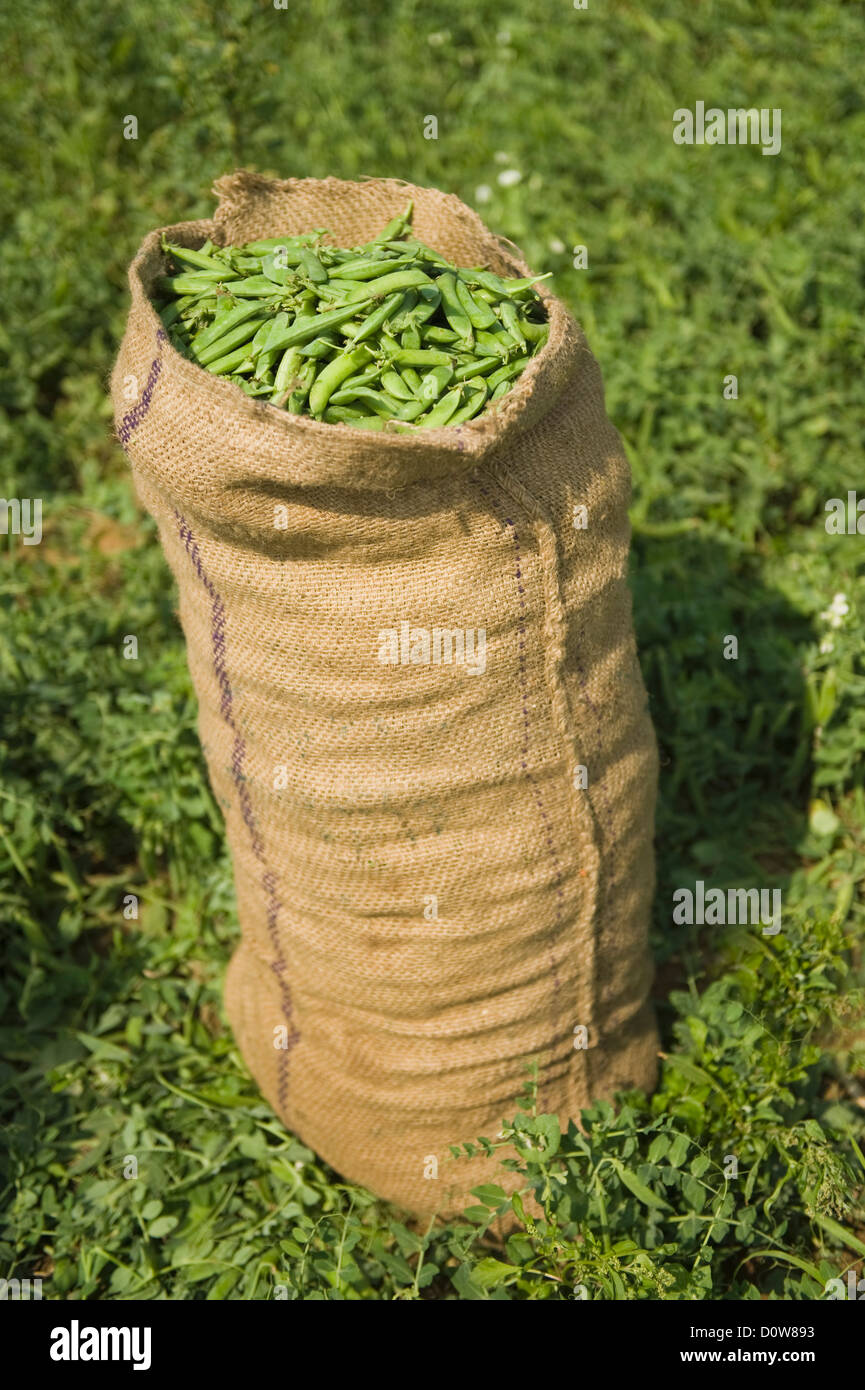 India green pea hi-res stock photography and images - Alamy