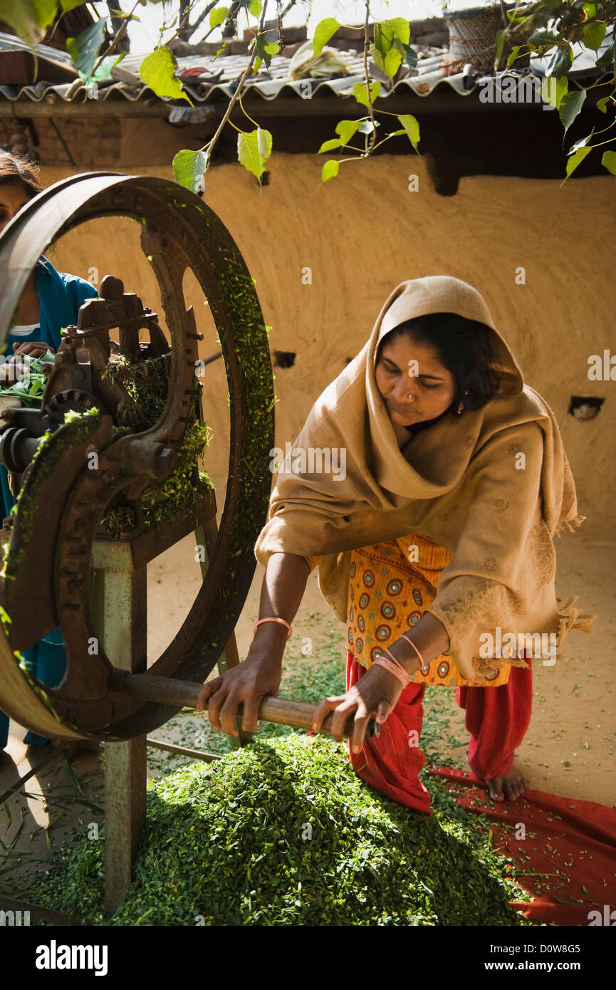 Fodder cutting machine hi-res stock photography and images - Alamy