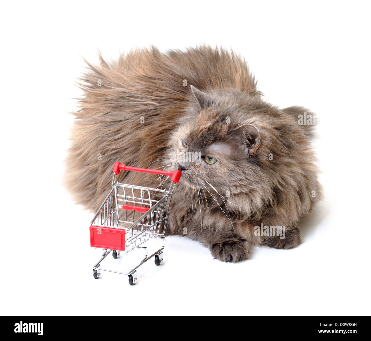 Cat with Shopping Cart Stock Photo - Alamy